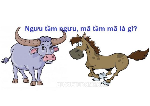 Ngưu tầm ngưu mã tầm mã là gì? Ý nghĩa và bài học rút ra - Rửa xe tự động