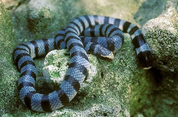 Con đẻn là con gì? Tác dụng và món ăn chế biến từ đẻn biển - Rửa xe tự động